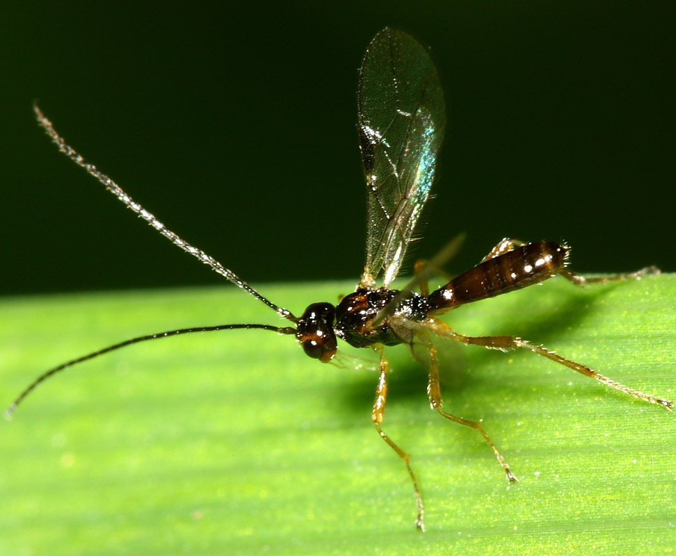 Braconid Wasps - Prairie Pollination