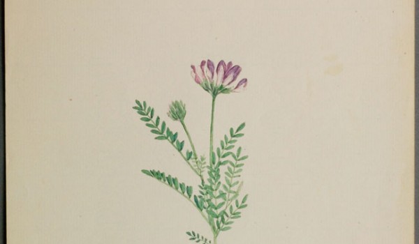 Purple Milk-vetch - Prairie Pollination