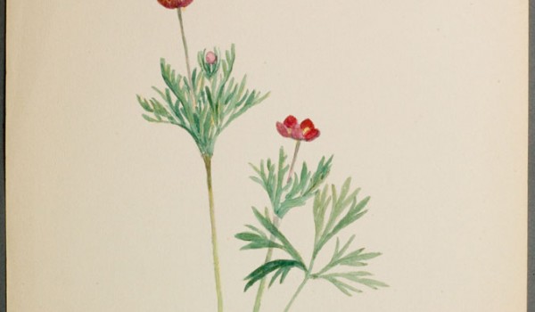 Cut-leaved Anemone - Prairie Pollination