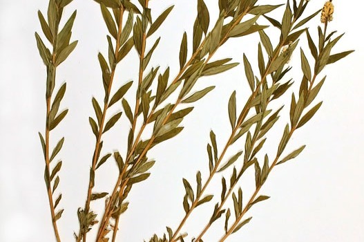 Seneca Snakeroot - Prairie Pollination