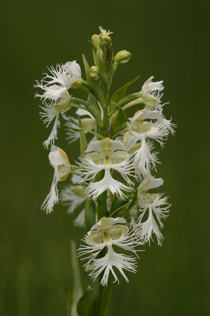 Western Prairie Fringed Orchid - Prairie Pollination