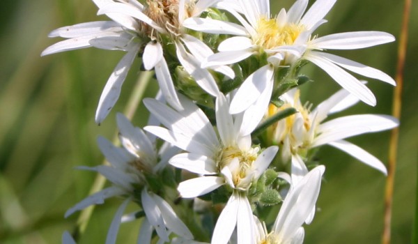 Many-flowered Aster - Prairie Pollination